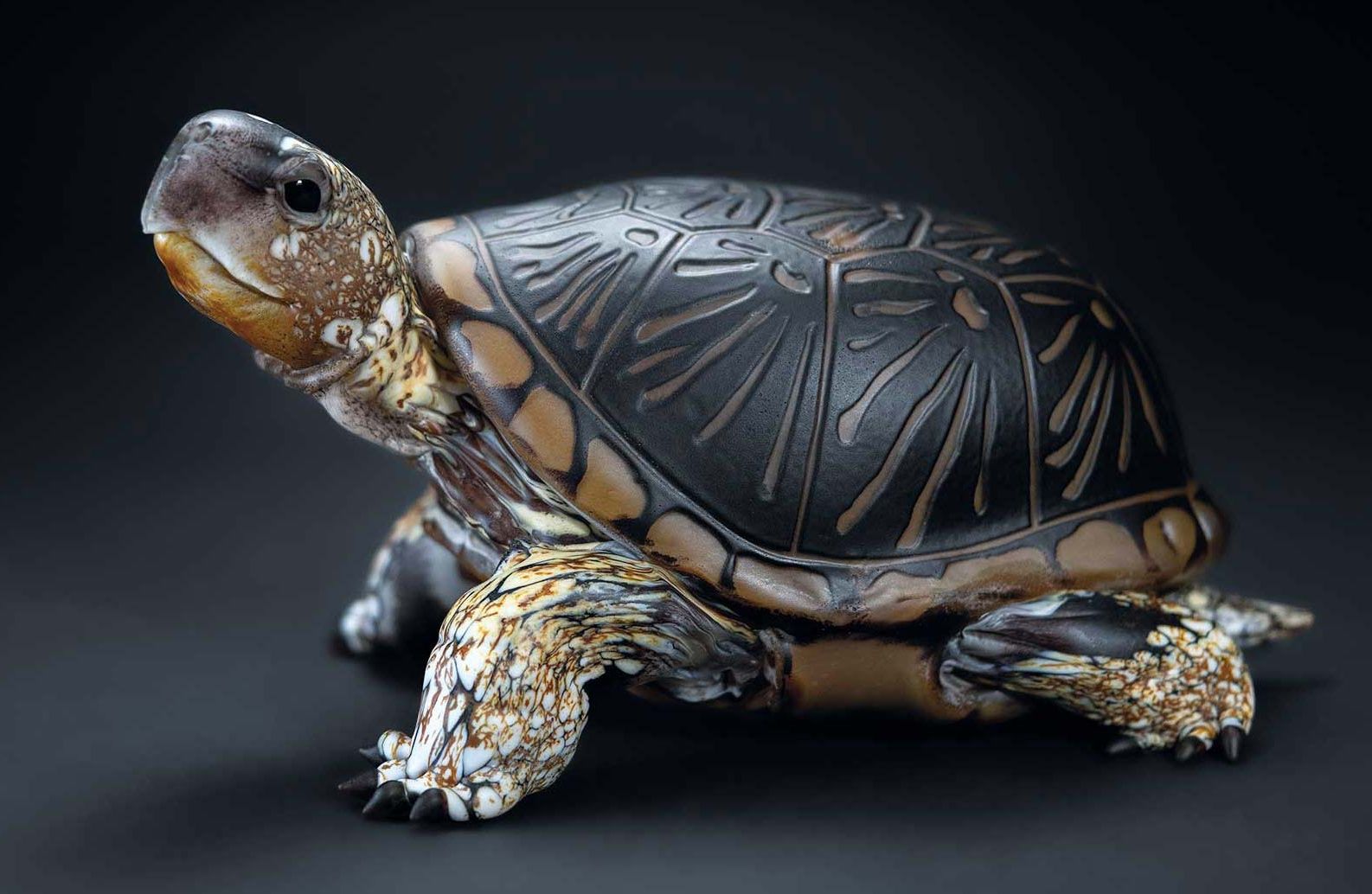 Clear Perspectives (Issue 57)